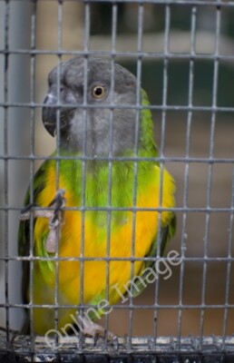 Photo 6x4 Conservatory parrot, Hull Kingston upon Hull A Senegal Parrot ...