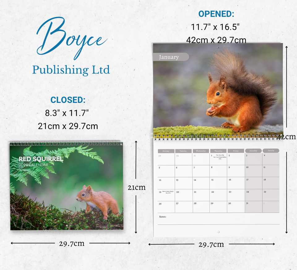 Red Squirrel Calendar 2026: Monthly Wall Calendar with Notes, opens to ...