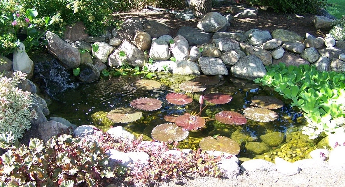 Backyard Pond Kits