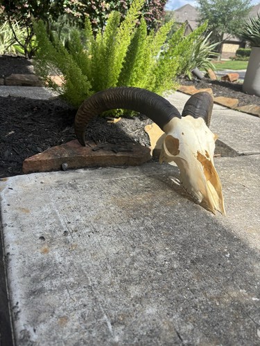 Aoudad Sheep European Mount Skull & Horns Taxidermy | eBay