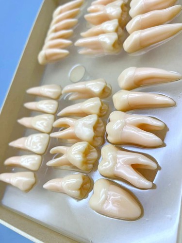 2.5x life size Human Dental Study Model of Individual Permanent Teeth ...