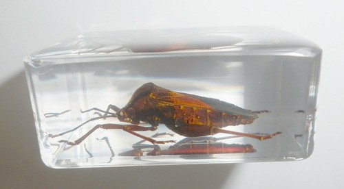 Black Bamboo Bug Notobitus meleagris in small Block Education Insect ...