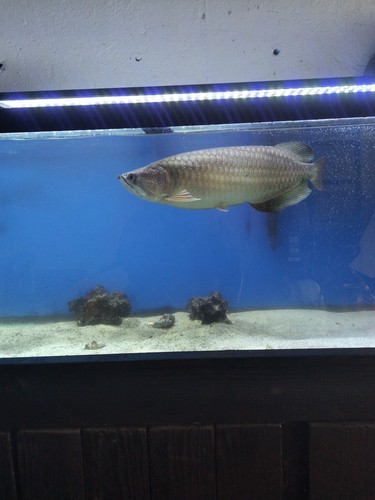 Jardini arowana 20 + inches | eBay