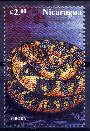 Viper venomous snake with hinged fangs, Reptiles, Snakes, Nicaragua ...