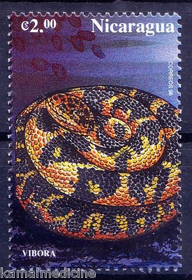 Viper venomous snake with hinged fangs, Reptiles, Snakes, Nicaragua ...