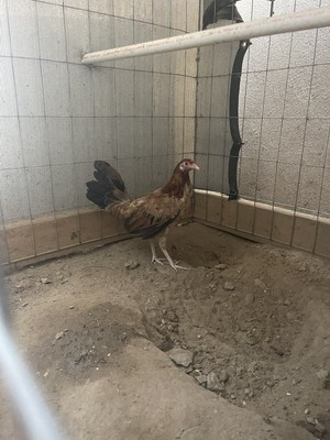 1/2 grey 1/2 hatch Chicken Poultry Gamefowl hatching eggs for sale | eBay