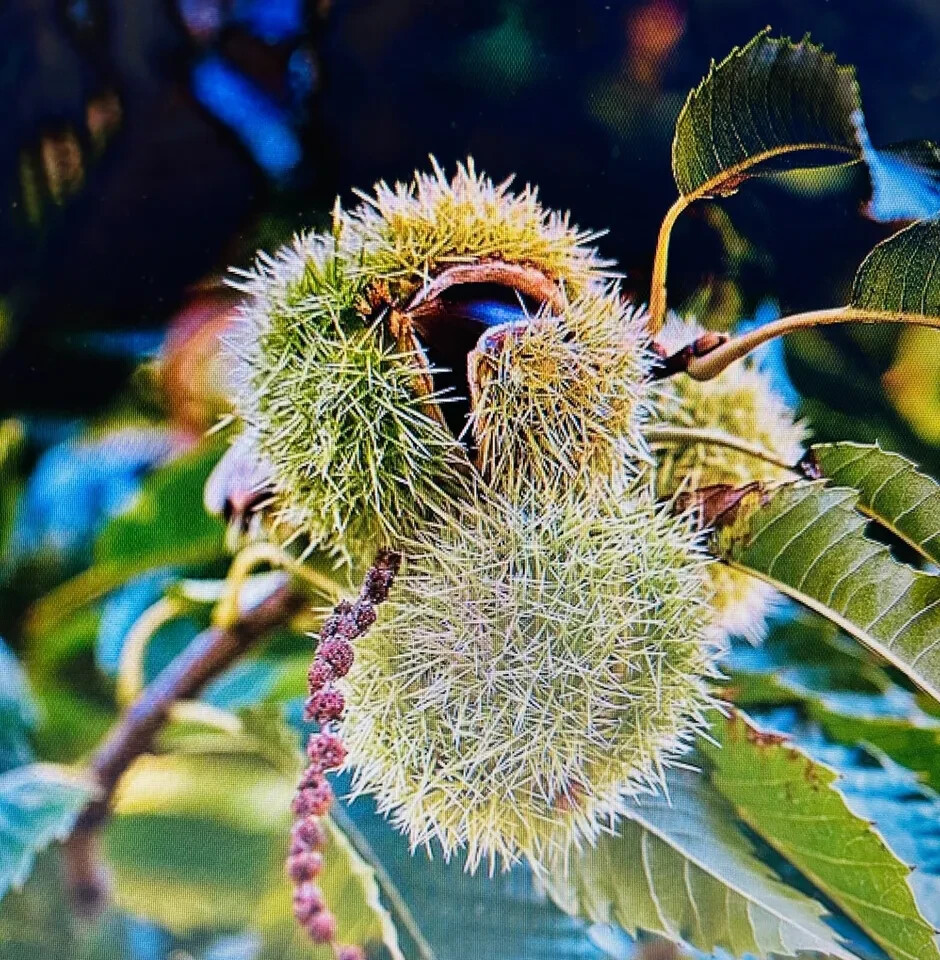 14PCS Bigger American Chestnuts Tree Seeds Hybrid Chinese Edible 2025 ...