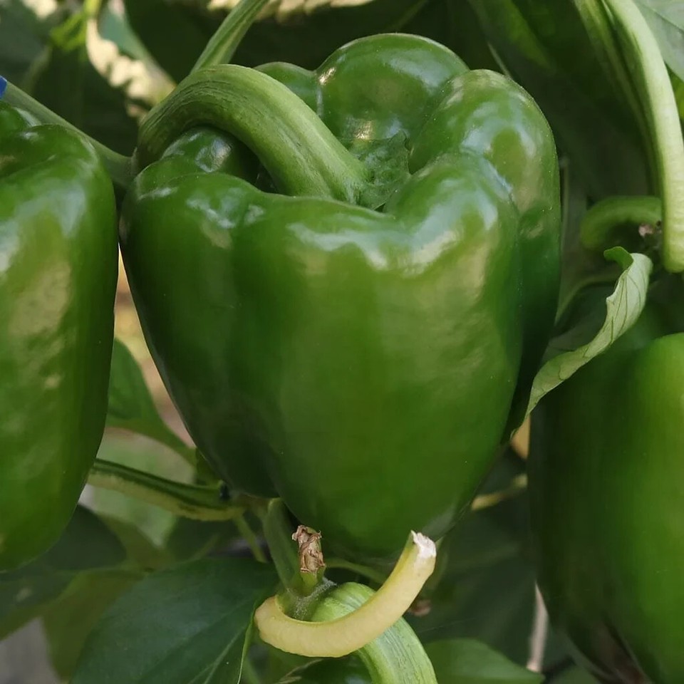 Emerald Giant Sweet Bell Pepper, NON-GMO, Heirloom, Stuffed Peppers ...