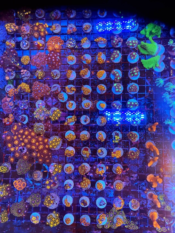 live corals 15 Frags Pack | eBay
