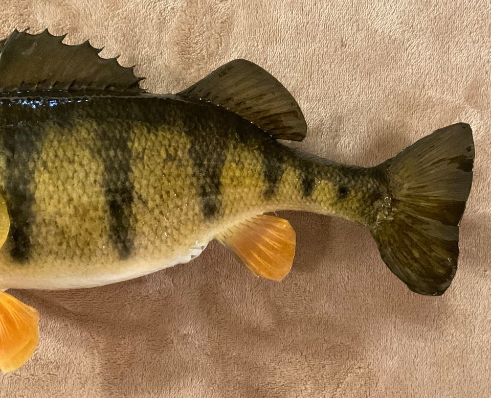 big jumbo perch skin mount taxidermy fish home office cabin wildlife ...