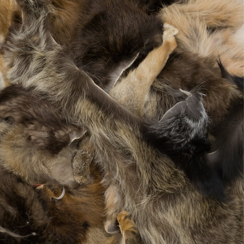 Fur Scrap Remnants 1 lb Mix Fox Coyote Raccoon Beaver Craft Pieces | eBay
