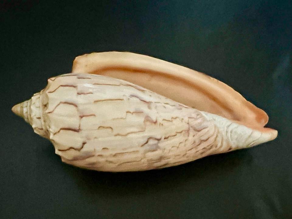 VOLUTA "AMORIA" HUNTERI: BEST DEAL ON EBAY FOR SIZE & GRADE @ 129.91MM! | eBay