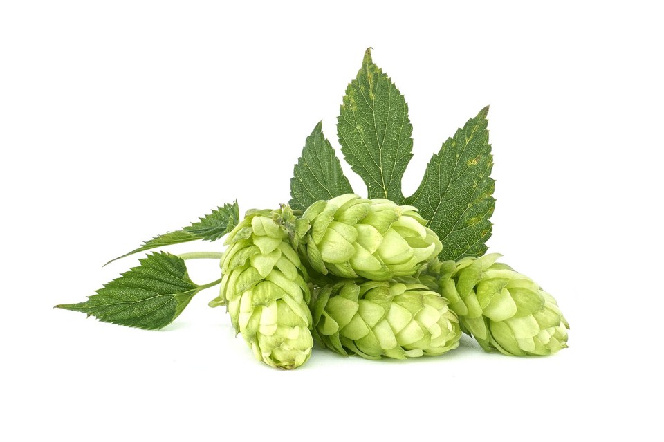 25 COMMON HOPS European Humulus Lupulus Vine Seeds Beer Making ...