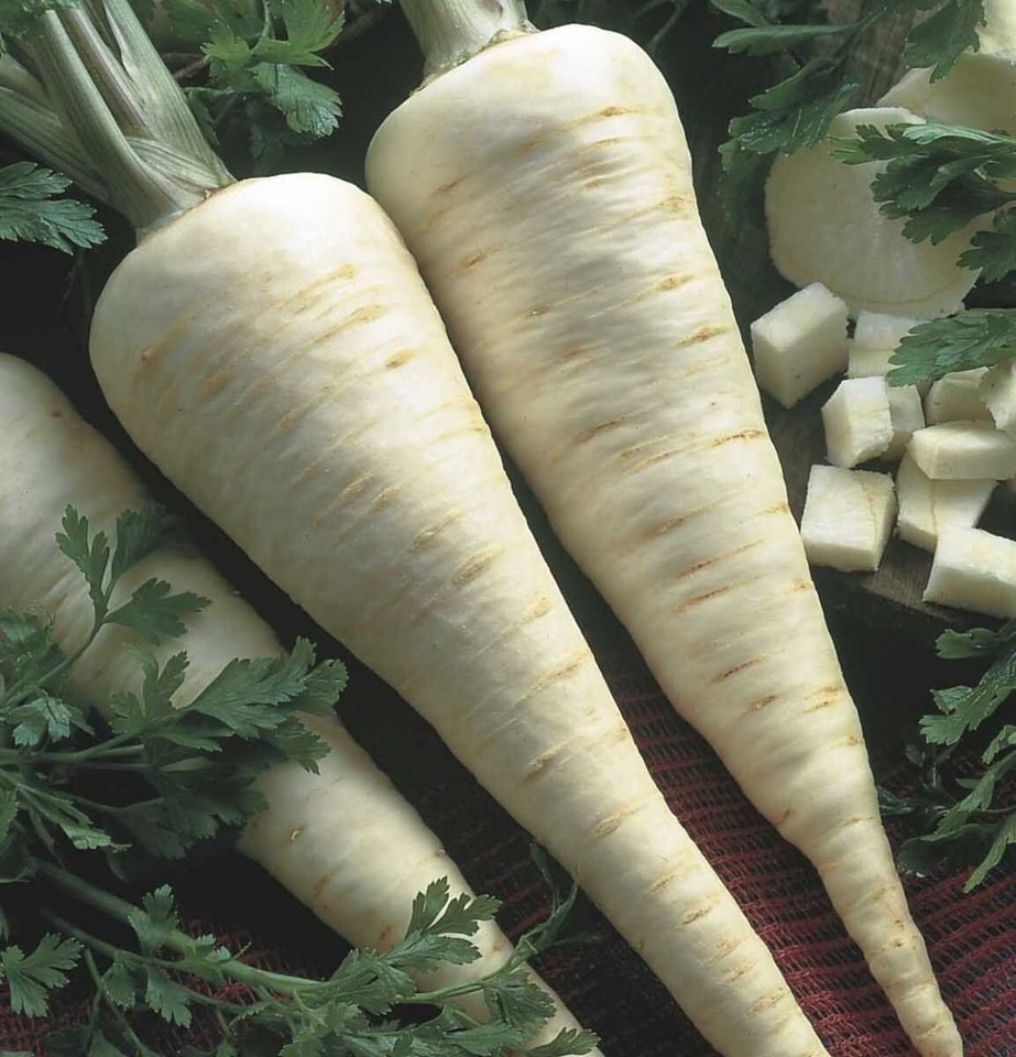Parsley Root seeds 500 rare seeds Sugar root parsley, organic SW1034 ...