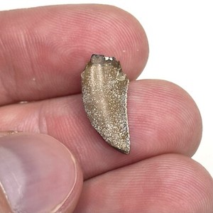 thedinosource | eBay Stores