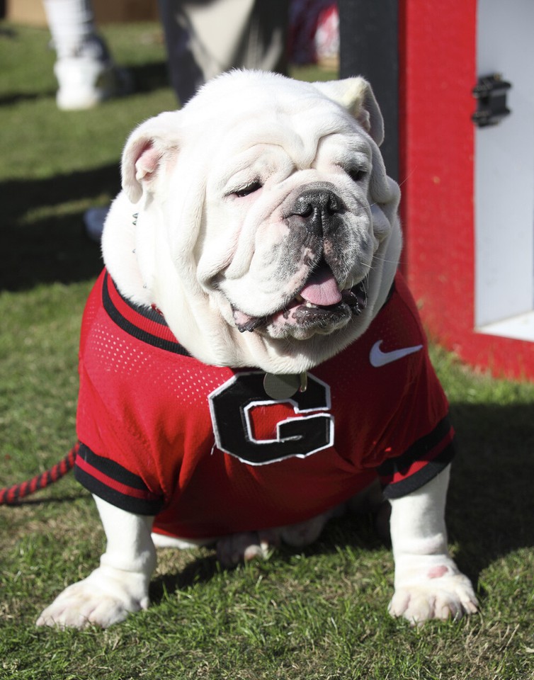 Georgia Bulldogs UGA dog mascot NCAA College Football Photo Photograph ...