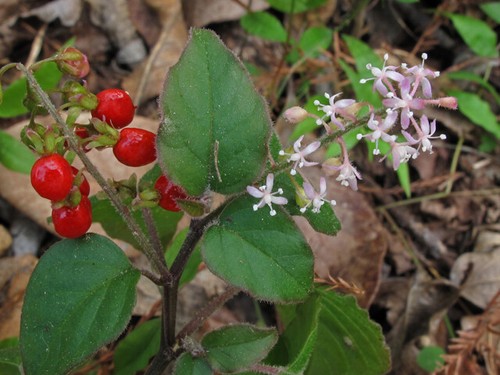 pigeonberry, rouge berry (Rivina humilis)—50 seeds ($3.50) | eBay