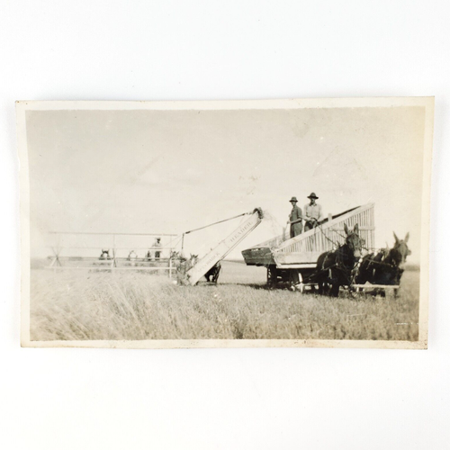 McCormick Header Wheat Harvest Photo c1915 Ames Iowa Farm Field Mule ...