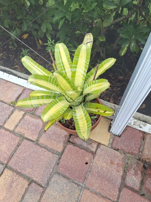 Aechmea 'Samurai' | eBay