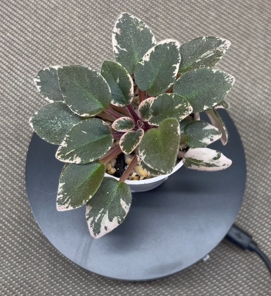 African Violet Plant - Hortense's Country Rose ~ Variegated miniature ...
