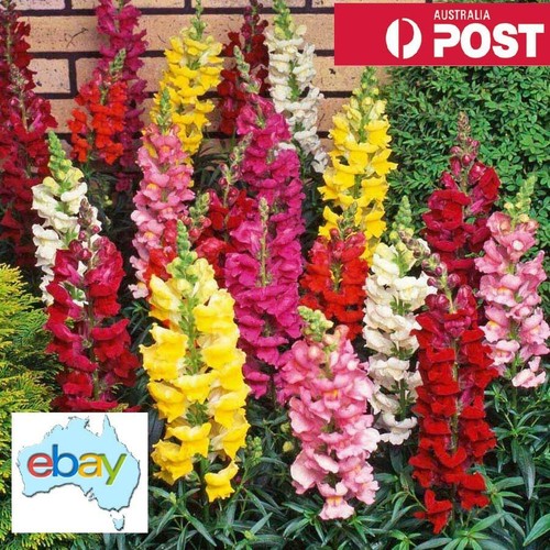 Snapdragon Cheerio Mixed Seeds – Antirrhinum majus | eBay Australia