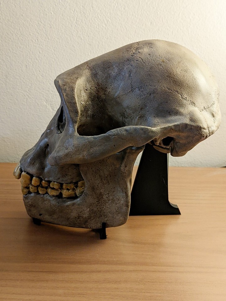 Australopithecus afarensis skull fossil replica (reconstruction) | eBay