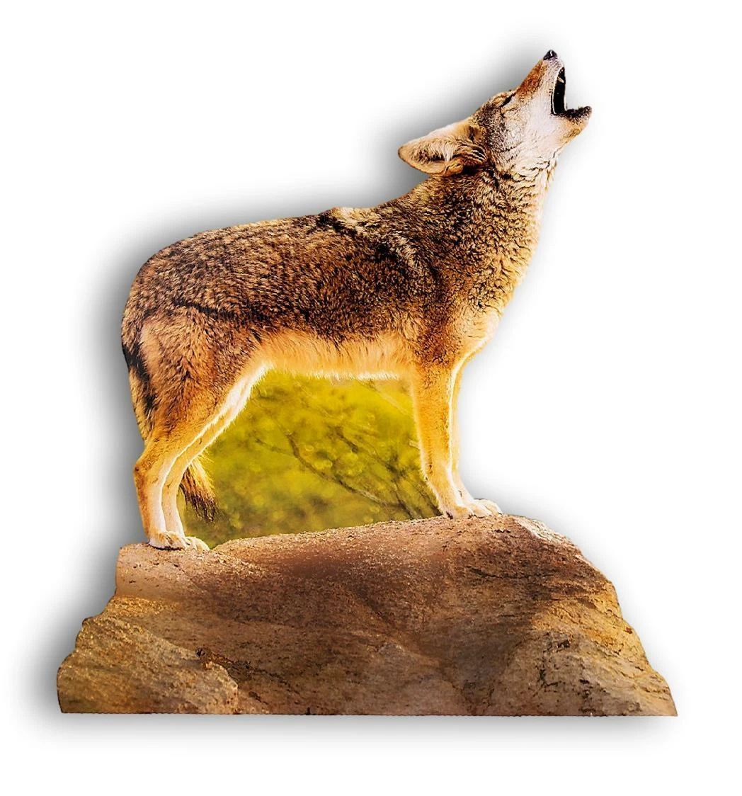 Desert Coyote Howling