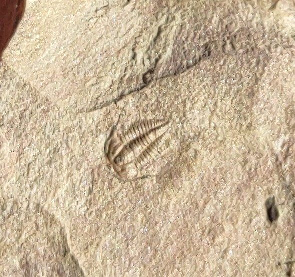 Spiny Amecephalus piochensis Trilobite , Middle Cambrian, Chisholm ...
