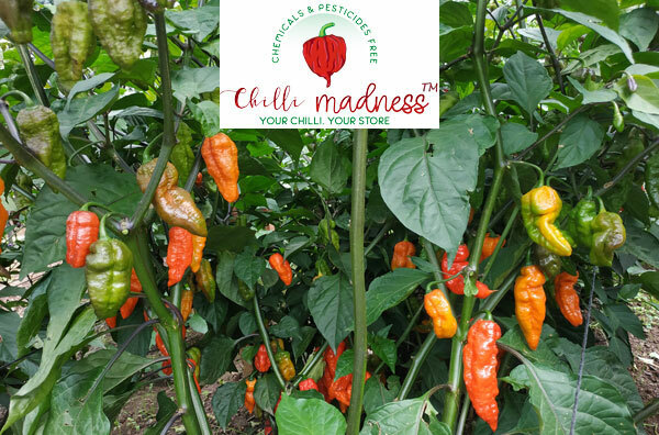 Chilli Naga Viper Purple Hot Pepper Sustainably Grown in Australia 10 ...