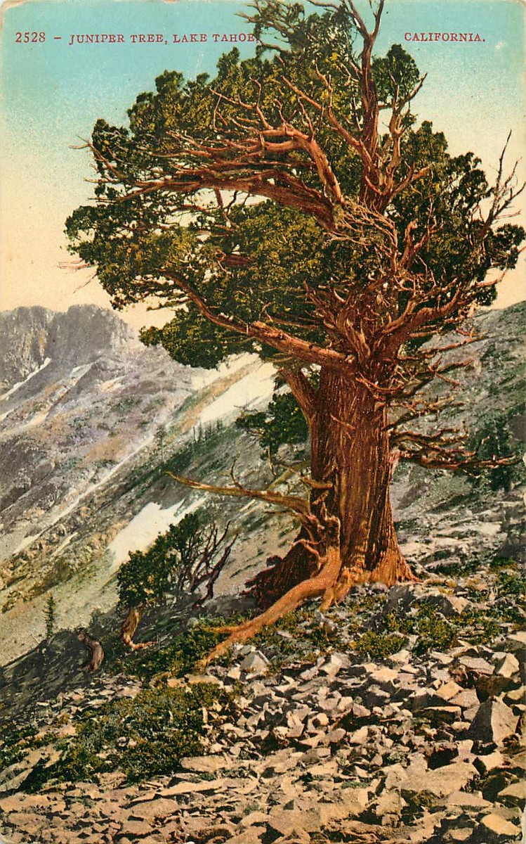 Juniper Tree Art Juniper Tree Drawing Images Free Download On