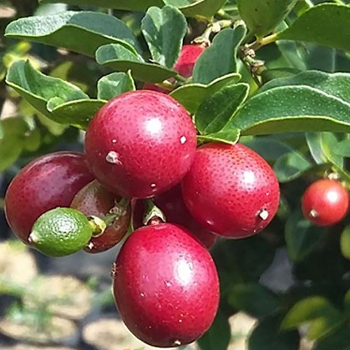 50 - 200 Citrus Kingkit Lime Berry Bonsai Seeds (Triphasia trifolia ...