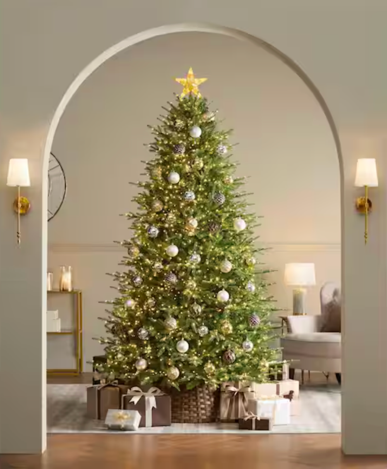 🟢 7.5 ft Grand Duchess Balsam Fir FULL Christmas Tree T27 | eBay