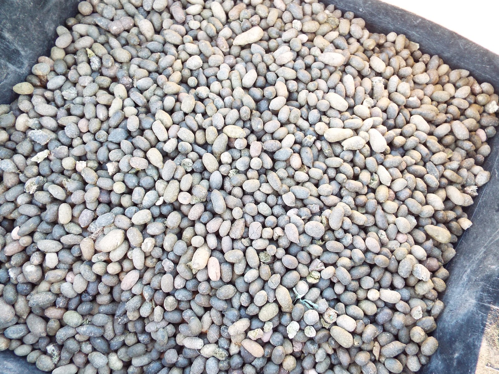 ONE Pound Navajo-Churro Dried Sheep Manure - BULK MANURE | eBay