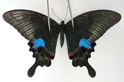 PA12664. Unmounted butterflies: Papilio sp. Vietnam. Nghe An | eBay