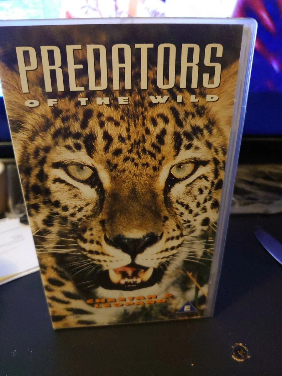 Cheetah Predators