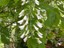 American Yellowwood, Cladrastis kentukea, Tree Seeds (Showy, Hardy ...