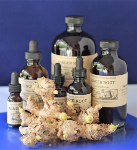 GINGER Root Tincture 4 Antioxidant Digestion Nausea Folk Healing Remedy ...