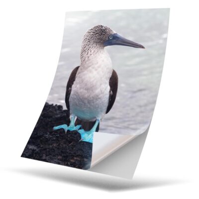 1 x Vinyl Sticker A4 - Blue Footed Booby Bird Galapagos Islands #44365 ...