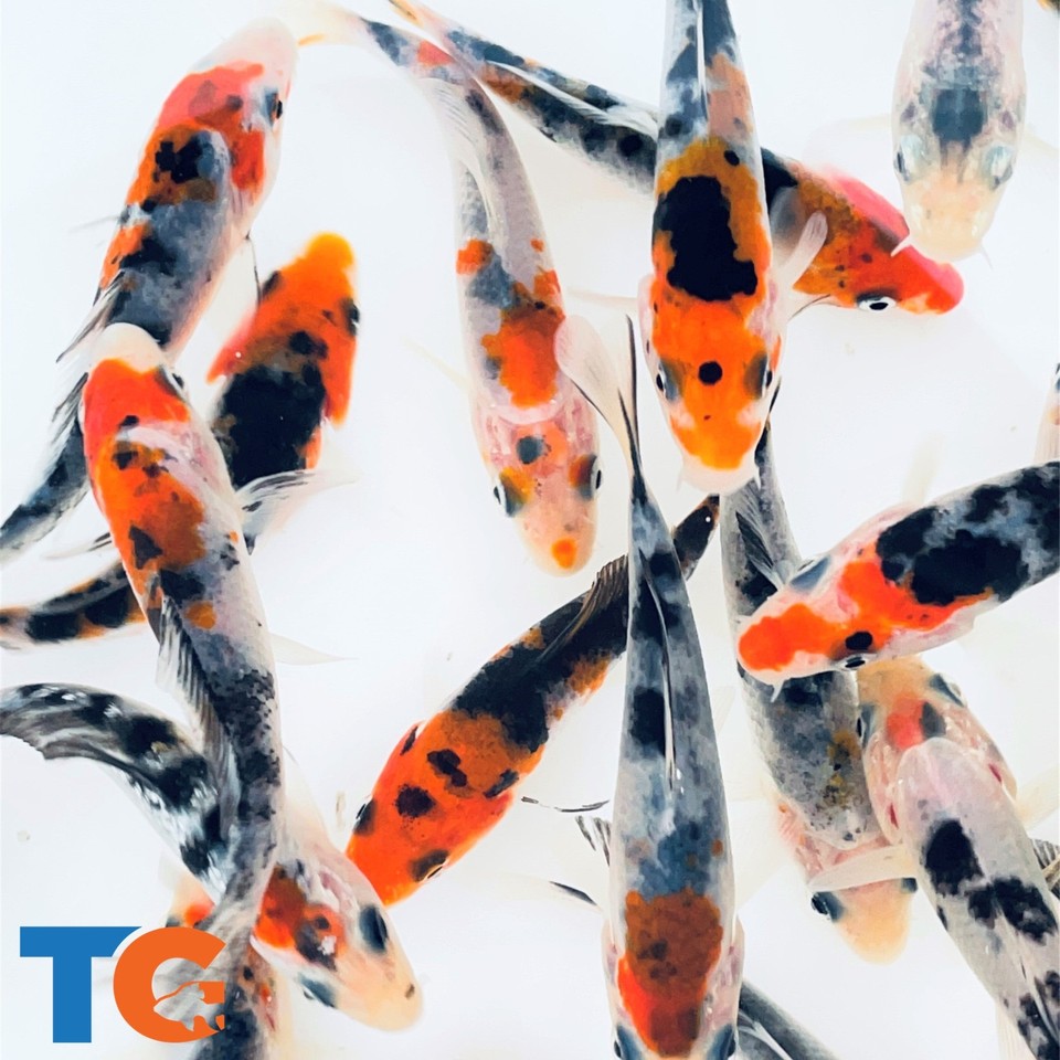 Tri-Color Koi Fish For Sale – Buy Live Koi Fish Online | Toledo ...