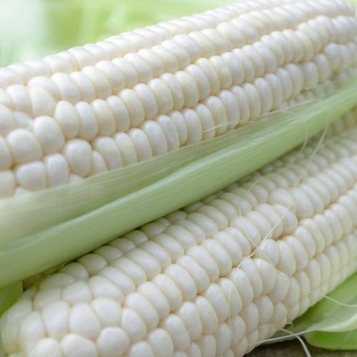 Silver Queen Hybrid White Sweet Corn Seeds Free Shipping! | eBay