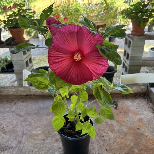 Hibiscus Luna Red Plants - 8to 12 Inch Tall - Shipped in (trade gallon ...