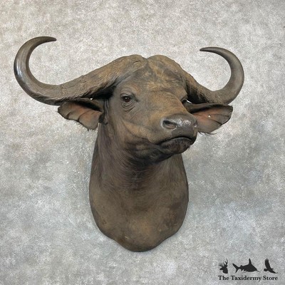 #24286 P | African Cape Buffalo Taxidermy Shoulder Mount For Sale | eBay