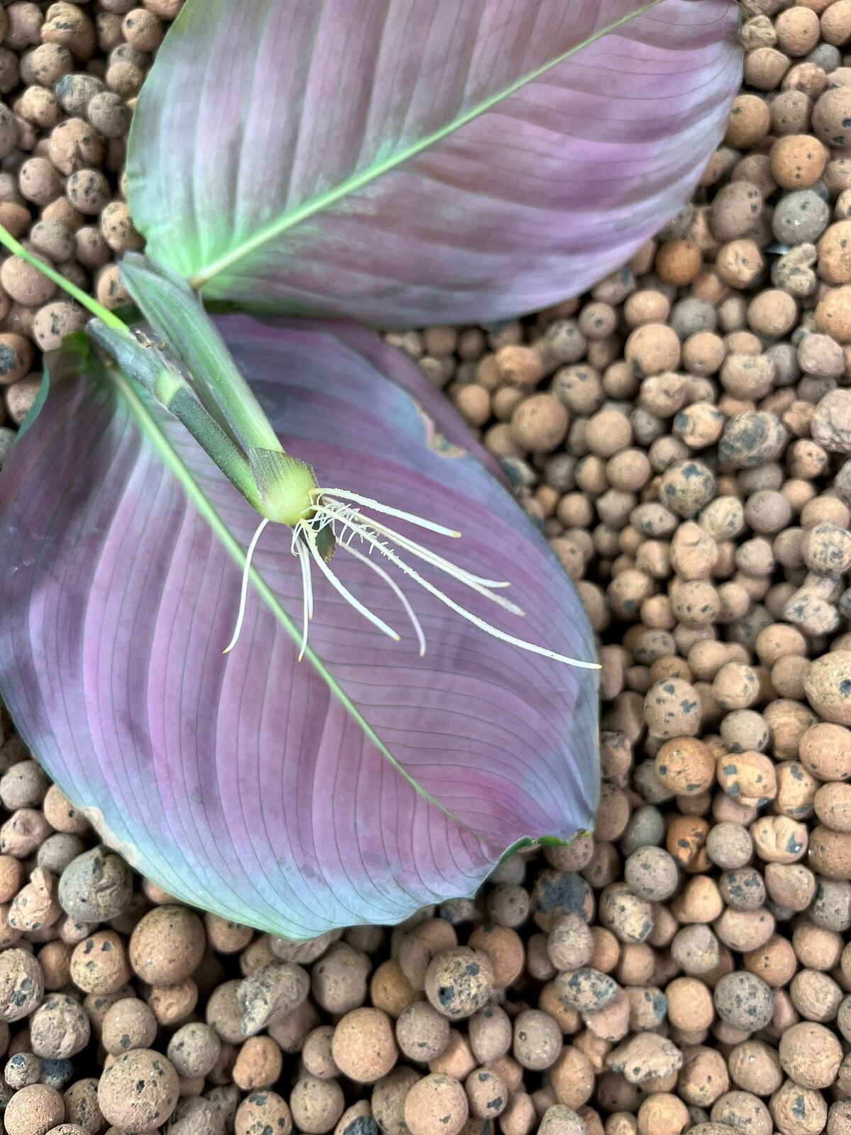 Maranta Silver Band - Heat Pack Included - Rare Tropical Plant - US ...