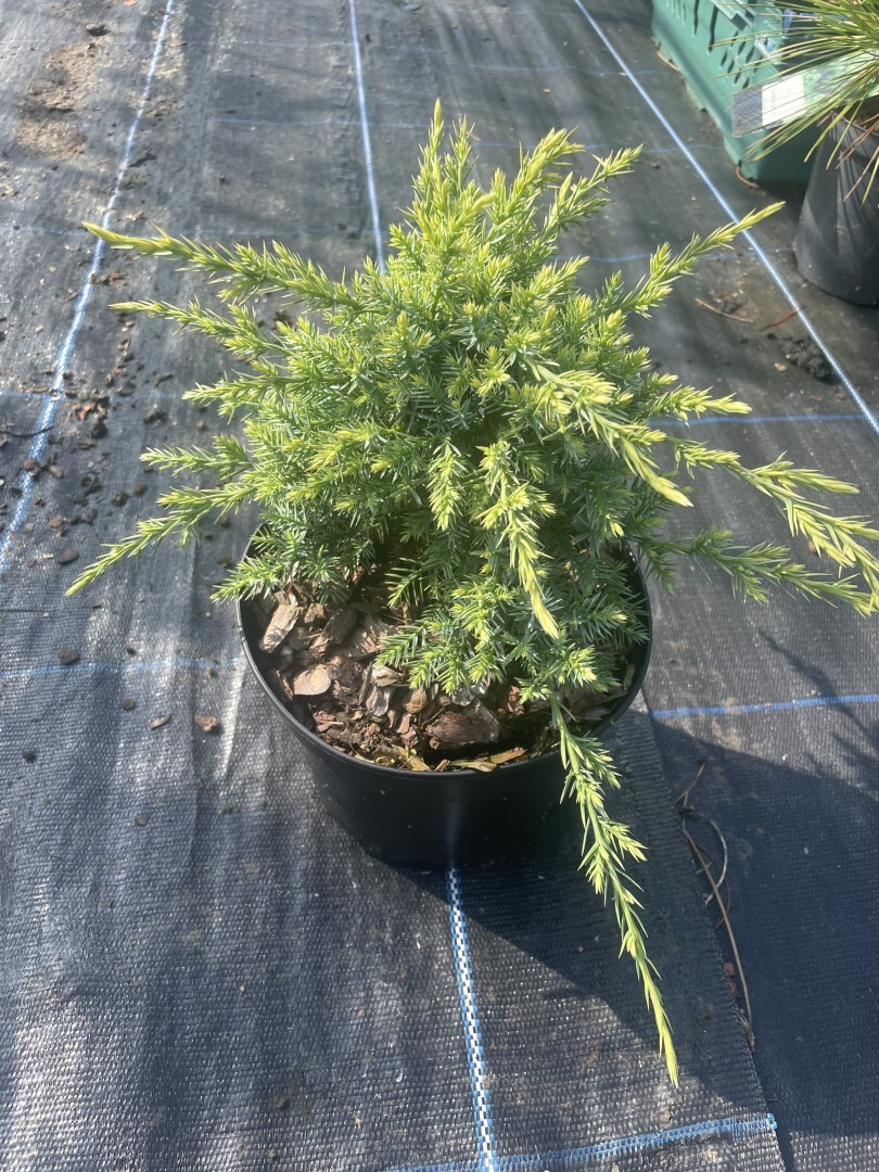 Juniperus Squamata Holger