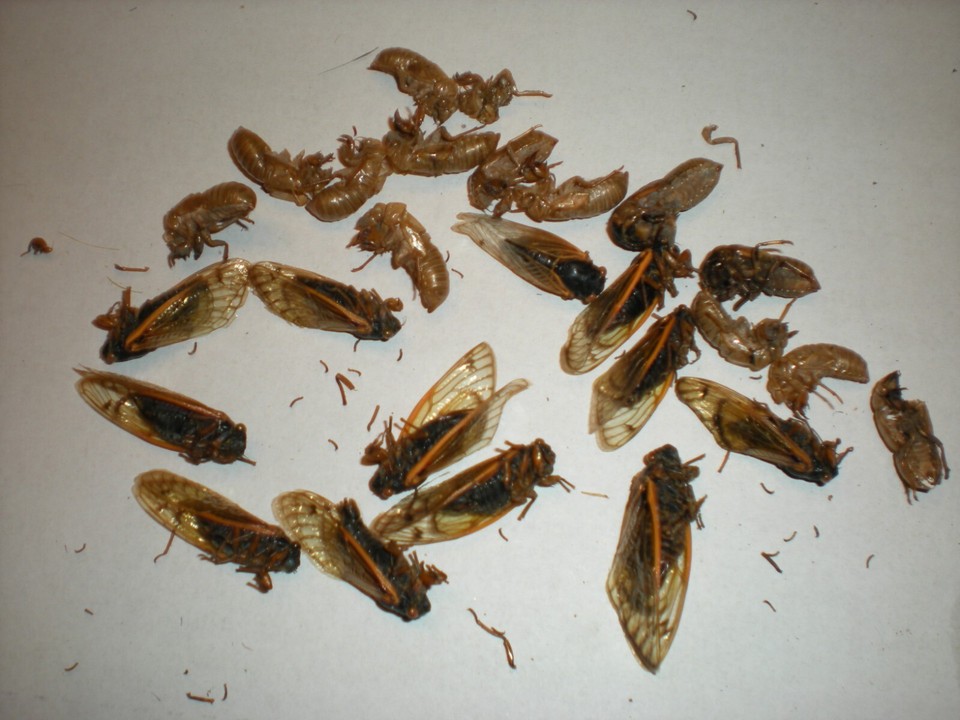 CICADA INSECT BROOD XIII WITH EXOSKELETON SHELLS 17 YEAR | eBay