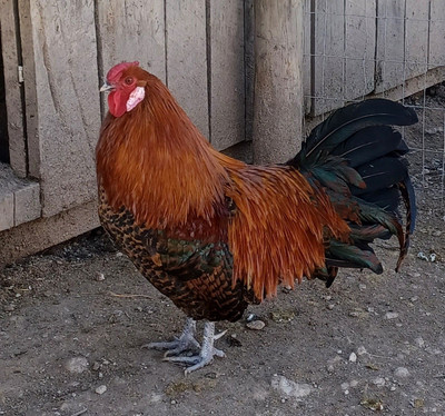 Rare gold deathlayer hatching eggs 12++ | eBay