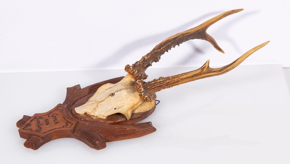 Vintage German Roebuck Roe Deer Antlers Taxidermy Mounted Carved Wooden ...