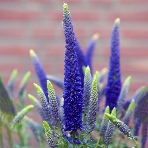 Veronica First Glory - Tall Speedwell | Deciduous Outdoor Garden ...