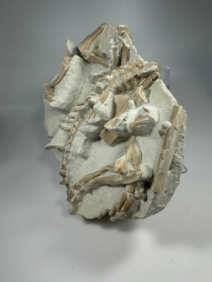 Top Rabbit Fossil Skeleton From White River Formation Wyoming, Mammal ...