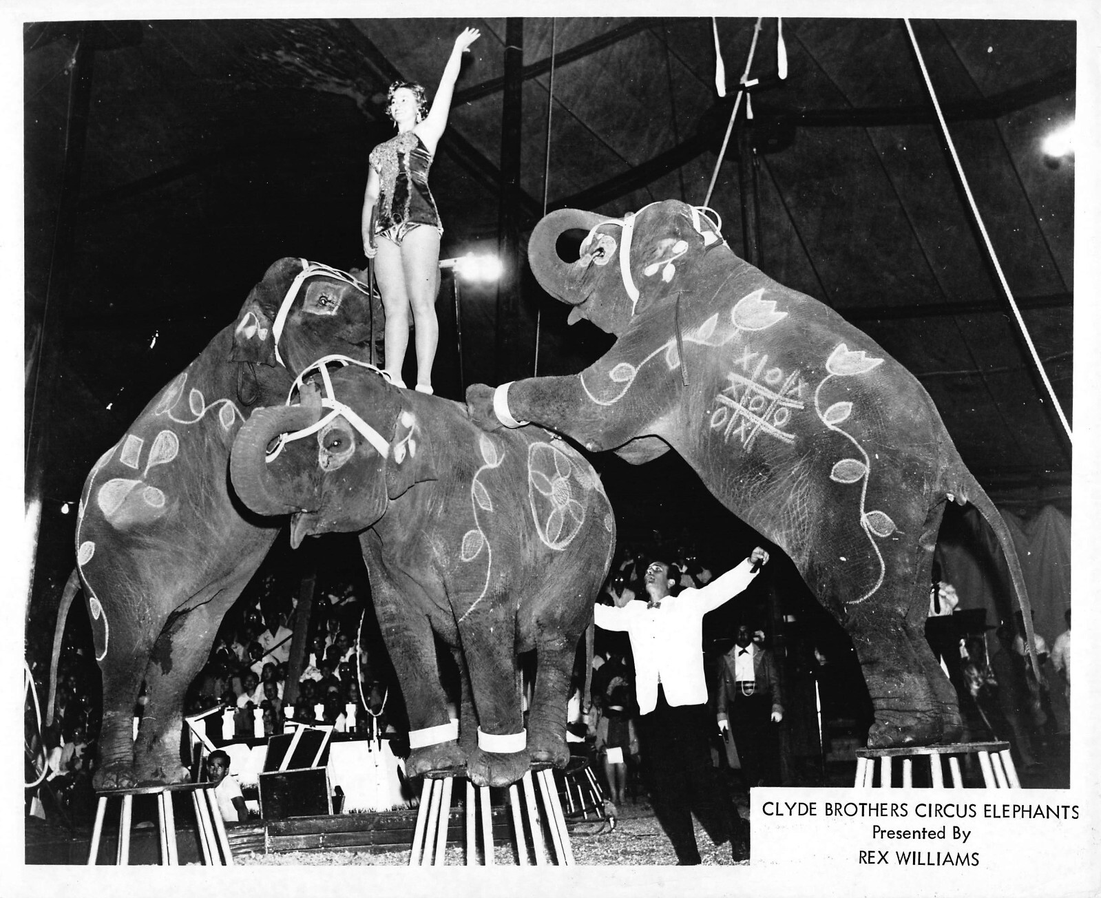 Vintage Clyde Brothers Circus Elephants Rex Williams Sexy Girl ...